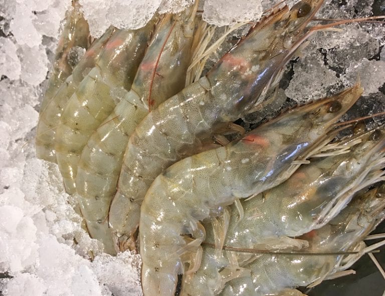 Tiger prawns - head on shell on | W Stevenson & Sons Ltd