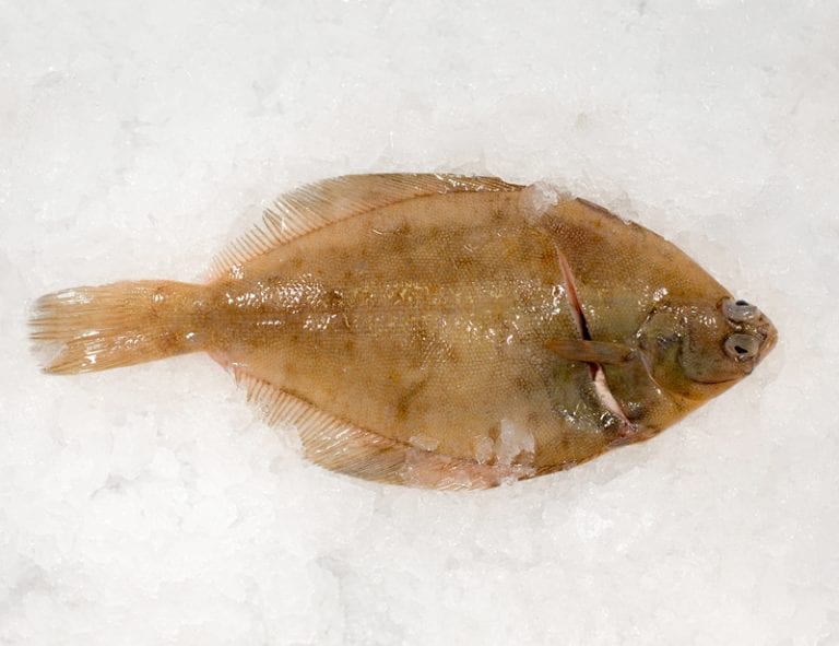 Dabs 4 x Whole Fish | W Stevenson & Sons Ltd