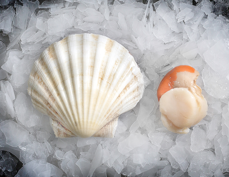 2 half shell Scallops | W Stevenson & Sons Ltd