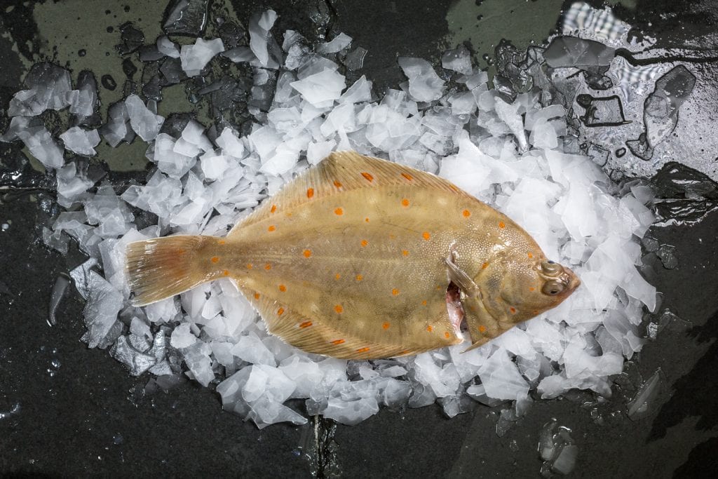 Whole South West Plaice | W Stevenson & Sons Ltd