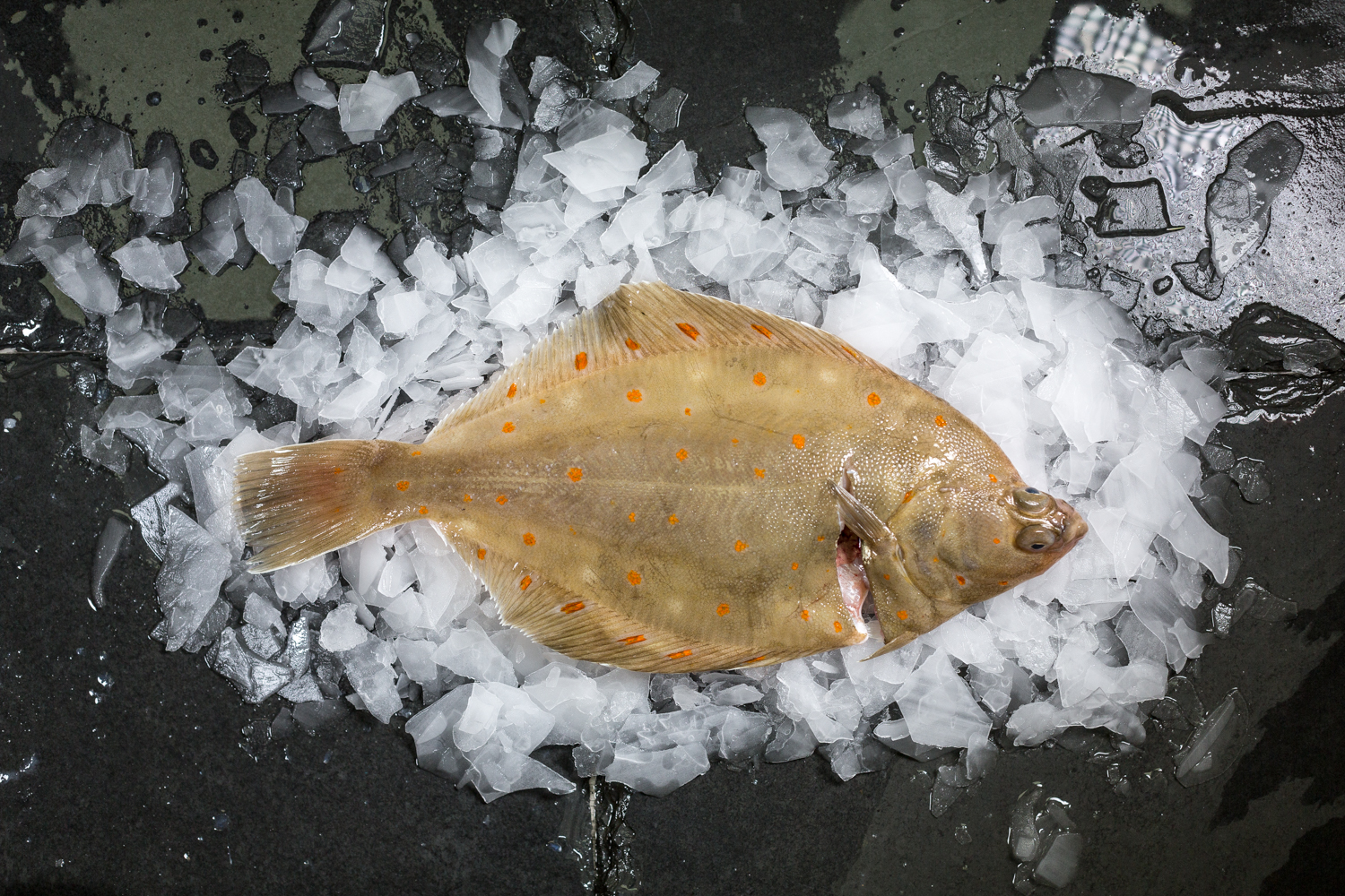 Whole South West Plaice | W Stevenson & Sons Ltd